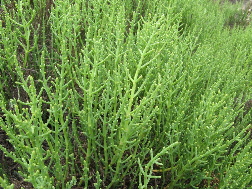 Pickleweed | Nature Collective