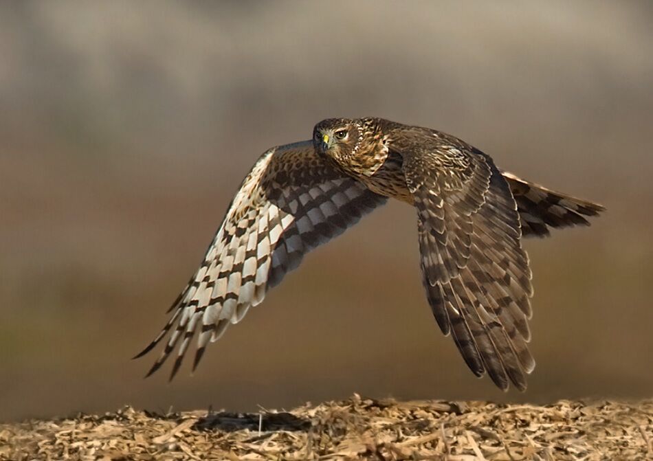 Northern Harrier | Nature Collective
