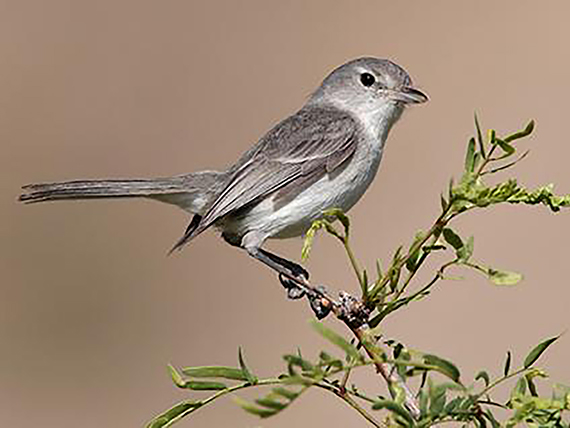 Least Bell’s Vireo | Nature Collective