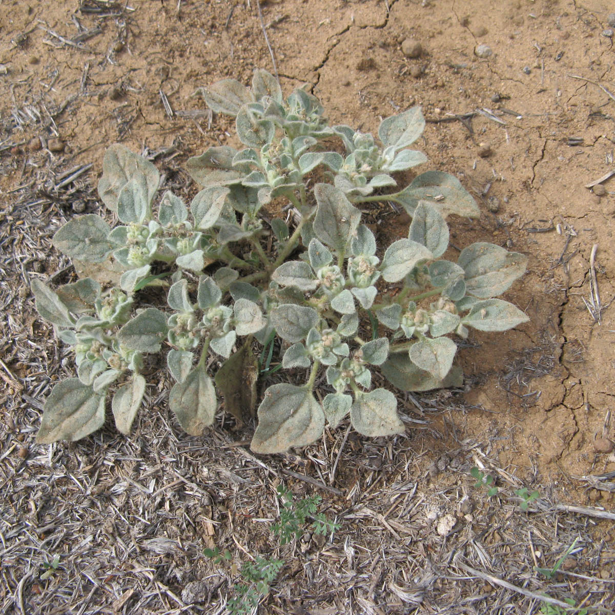 Doveweed | Nature Collective